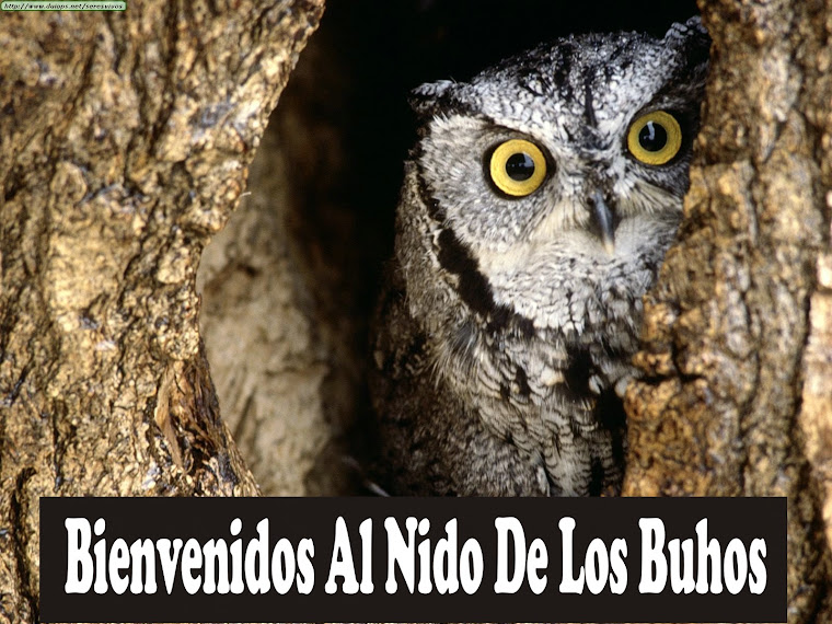 Blogg Oficial De Los Buhos De Caborca