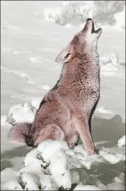 NYSA Coyotes: How Coyote Brought Fire