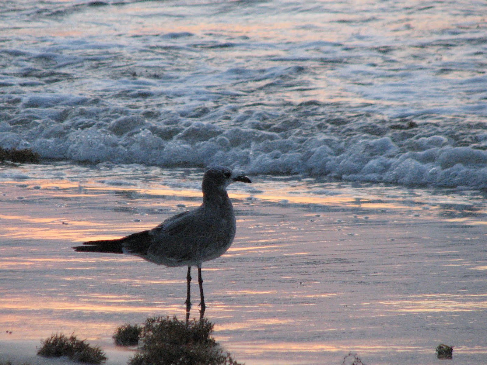 SE Texas Birding & Wildlife Watching: Beach Birds