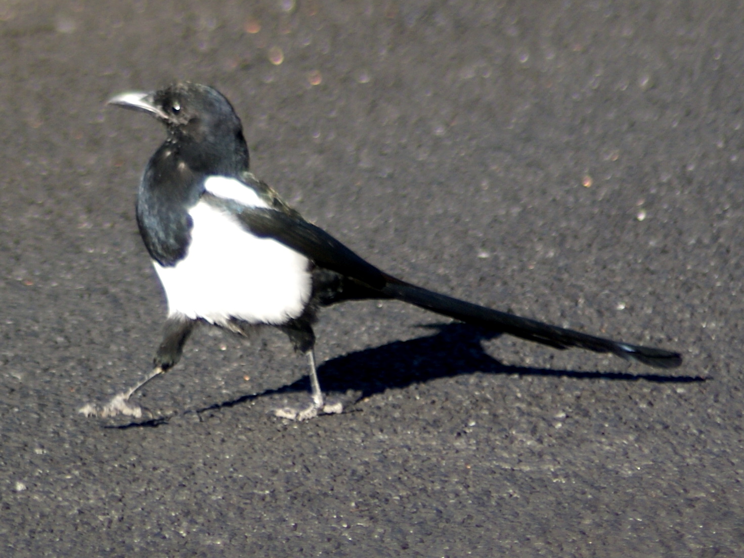 SE Texas Birding & Wildlife Watching: Sunday Afternoon in the Rockies