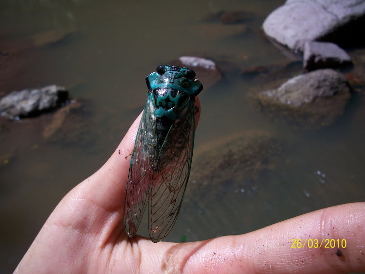 tucuman andino. aguas chiquitas