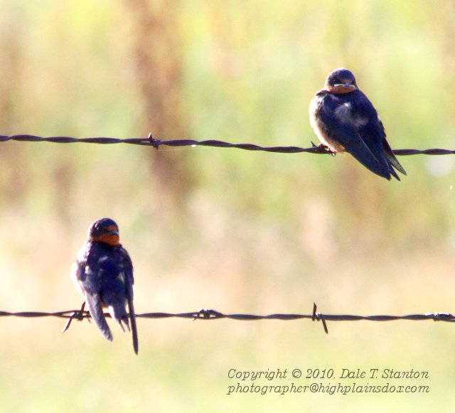 Birds Of The Texas Panhandle: Barn Swallow