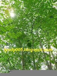 Lovely's Page: The Benefits of MALUNGGAY LEAVES