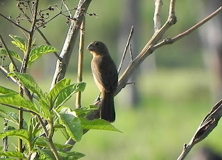 Zoo Virtual Do Mundo: Curió