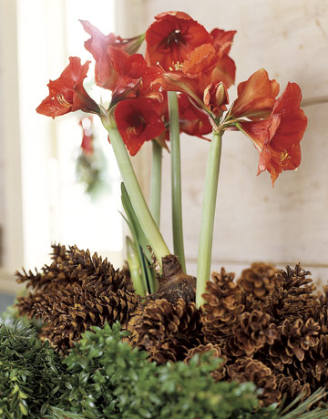 Whitehaven: Amaryllis - my favorite Christmas flower