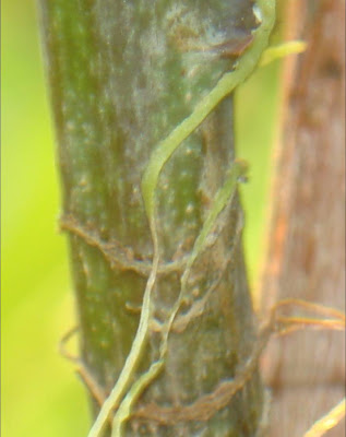 World of Words: TALI PUTRI (Cuscuta sp.)