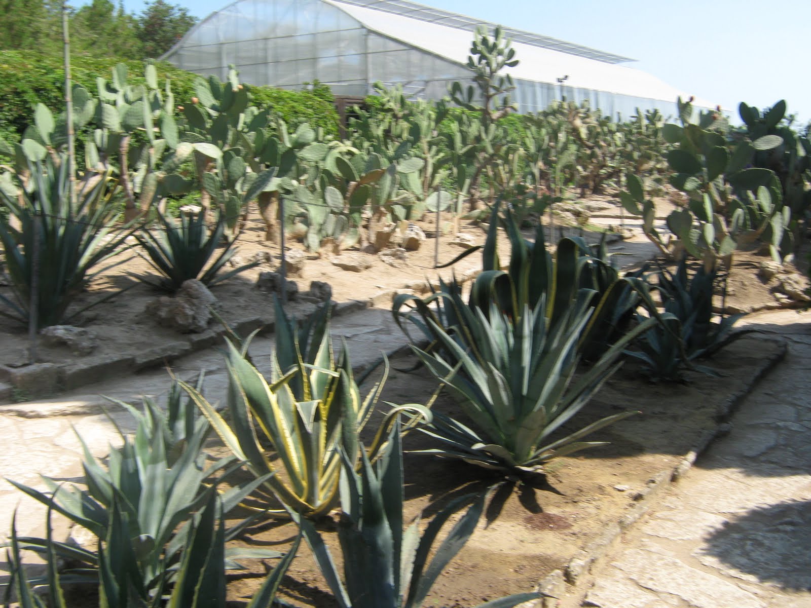 Pin Travel: Gradina botanica din Balcic