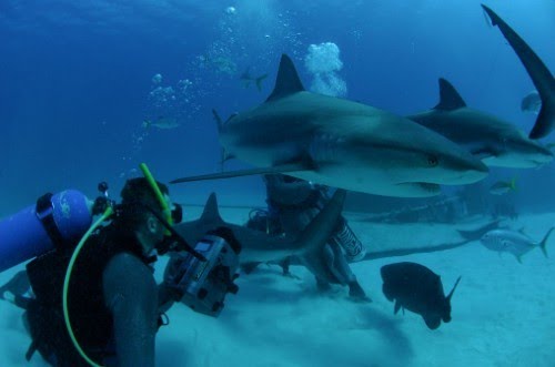 Dvd Online: Discovery Channel Complete Series DVD Boxset