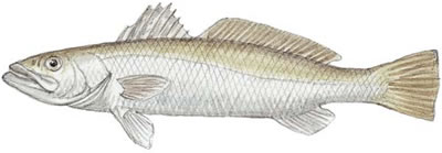 Fish Identification: Sand Seatrout