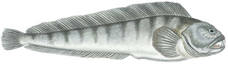 Fish Identification: Wolffish (Anarhichas lupus)