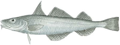 Fish Identification: Pacific Tomcod (Microgadus proximus)