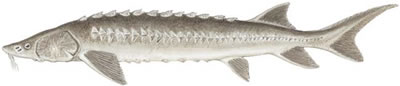 Fish Identification: White Sturgeon (Acipenser transmontanus)