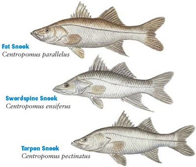 Fish Identification: Snook