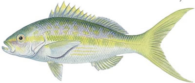 Fish Identification: Yellowtail Snapper (Ocyrus chrysurus)