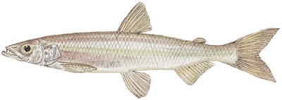 Fish Identification: Rainbow Smelt (Osmerus mordax)