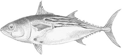Fish Identification: Black Skipjack (Euthynnus lineatus)