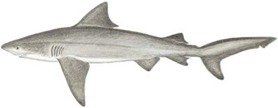 Fish Identification: Bull Shark (Carcharhinus leucas)