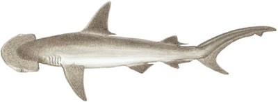 Fish Identification: Bonnethead Shark (Sphyrna tiburo)