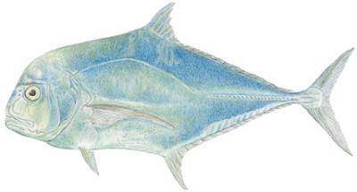 Fish Identification: African Pompano (Alectis ciliaris)