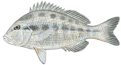Fish Identification: Pigfish (Orthopristis chrysoptera)