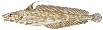 Fish Identification: Red Hake (Urophycis chuss)