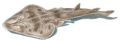 Fish Identification: Atlantic Guitarfish (Rhinobatos lentiginosus)