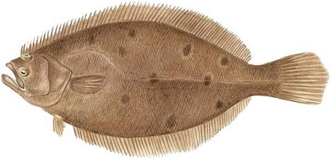 Fish Identification: Summer Flounder (Paralichthys dentatus)