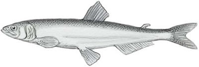 Fish Identification: Eulachon (Thaleichthys paciﬁcus)