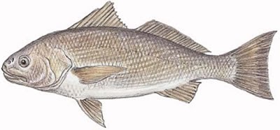Fish Identification: White Croaker (Genyonemus lineatus)