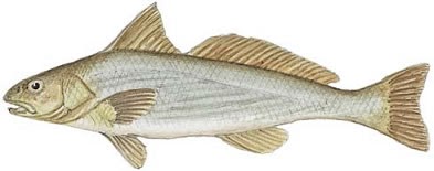 Fish Identification: California Corbina (Menticirrhus undulatus)