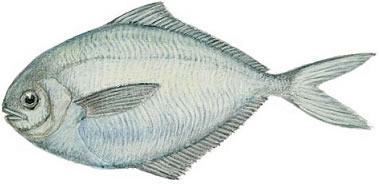 Fish Identification: Butterfish (Peprilus triacanthus)