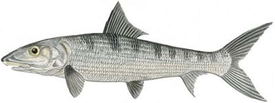 Fish Identification: Bonefish (Albula vulpes)