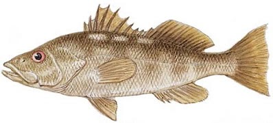 Fish Identification: Kelp (Calico) Bass (Paralabrax clathratus)