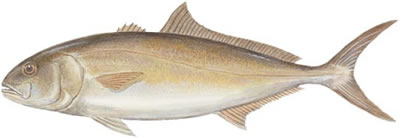 Fish Identification: Greater Amberjack (Seriola dumerili)