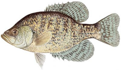 Fish Identification: Black Crappie (Pomoxis nigromaculatus)
