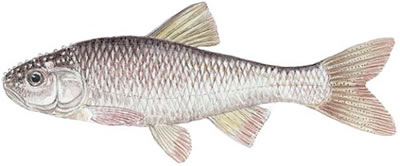 Fish Identification: Common Shiner (Luxilus cornutus)