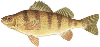 Fish Identification: Yellow Perch (Perca ﬂavescens)