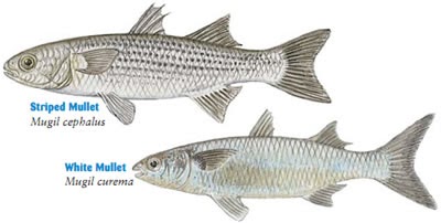 Fish Identification: Mullet