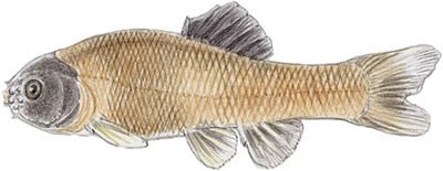 Fish Identification: Fathead Minnow (Pimephales promelas)