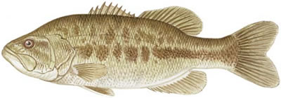 Fish Identification: Florida Largemouth Bass (Micropterus salmoides ...
