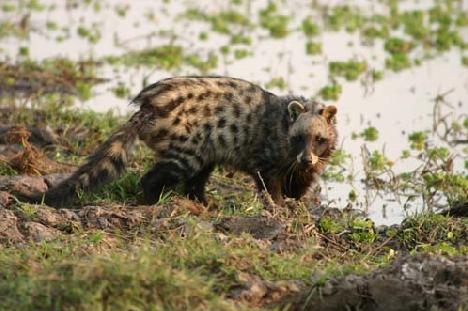 Mundo Animal: A civeta africana é um animal carnívoro