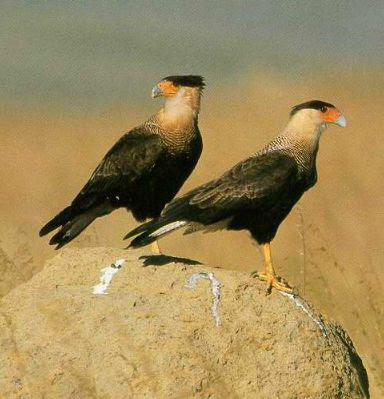 Mundo Animal: Carancho e caracará , o famoso carcará