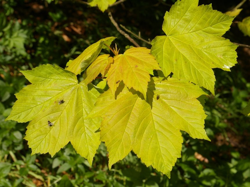 John Grimshaw's Garden Diary: Golden Sycamore