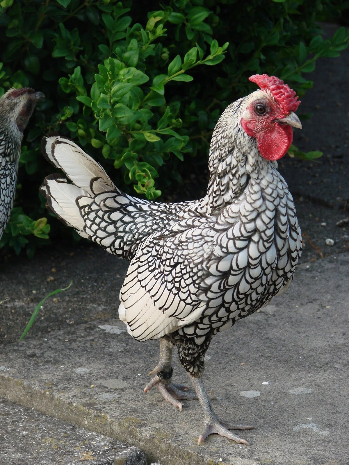 John Grimshaw's Garden Diary: Jogoo