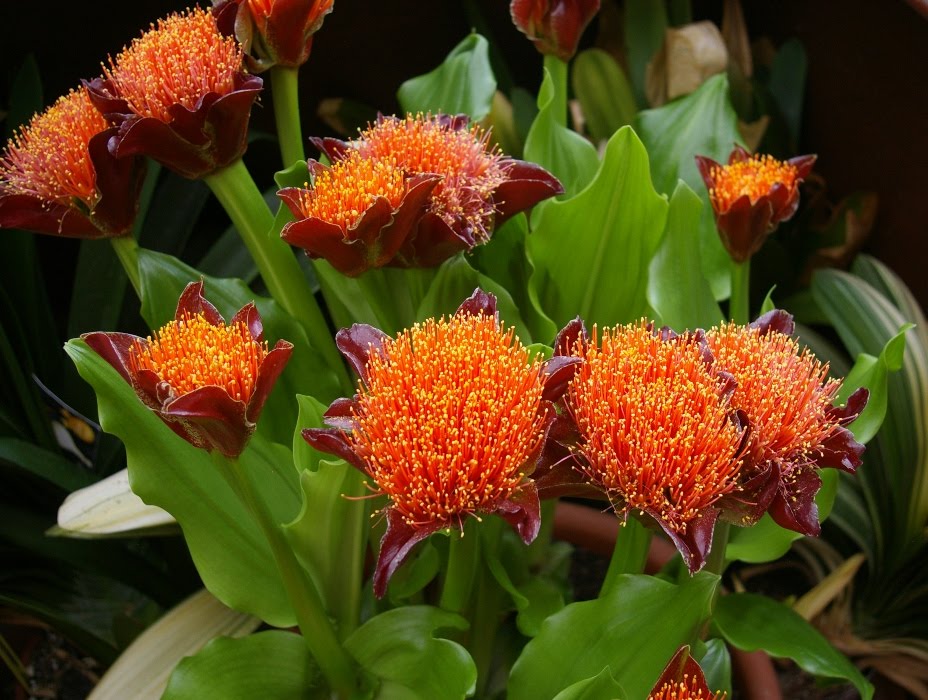 Scadoxus puniceus - Alchetron, The Free Social Encyclopedia