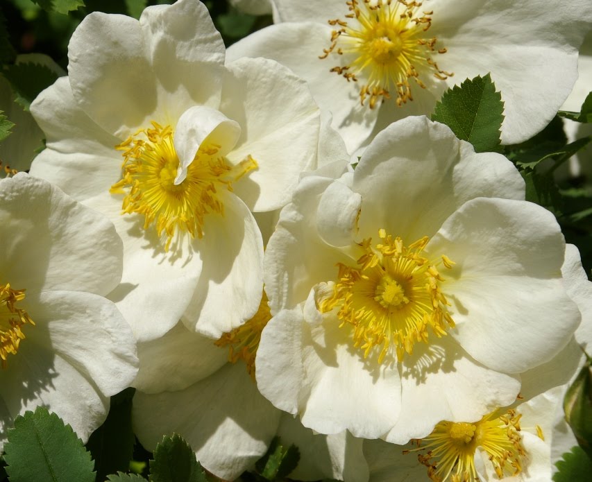 John Grimshaw's Garden Diary: Three interesting roses
