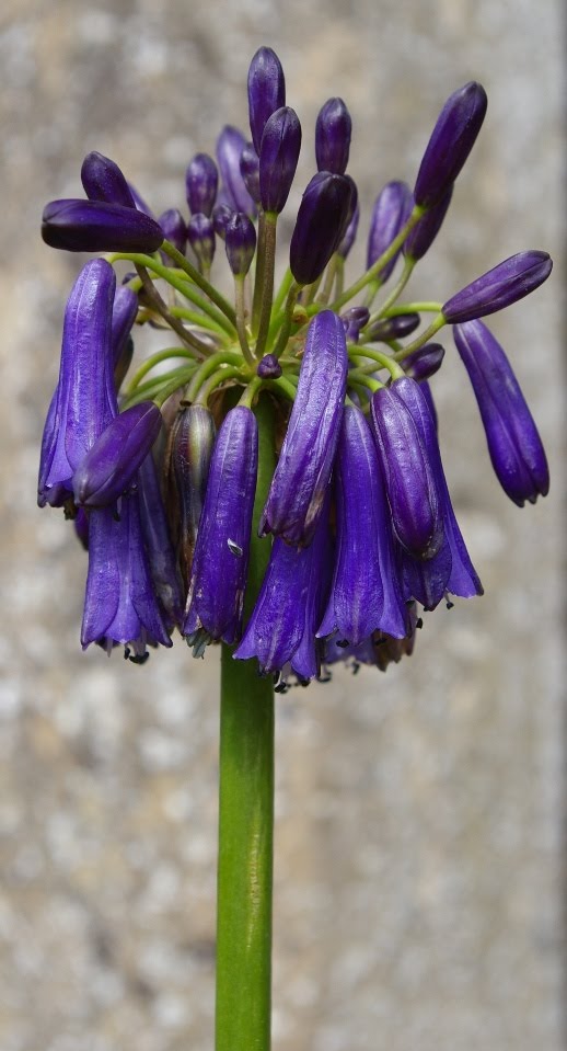 John Grimshaw's Garden Diary: The varied colours of Agapanthus