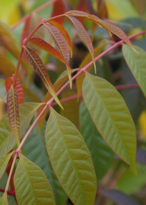 John Grimshaw's Garden Diary: A few leaves from Pan-Global Plants