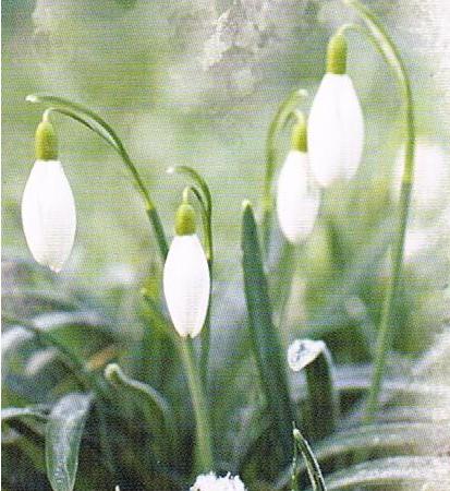 John Grimshaw's Garden Diary: Snowdrop Christmas cards