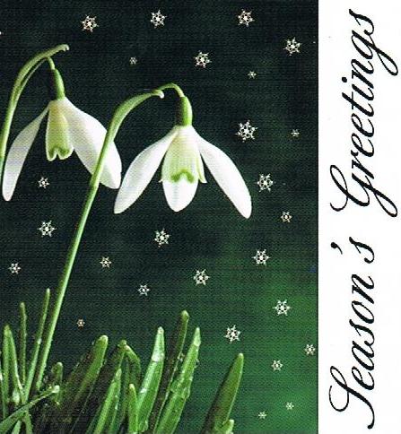 John Grimshaw's Garden Diary: Snowdrop Christmas cards